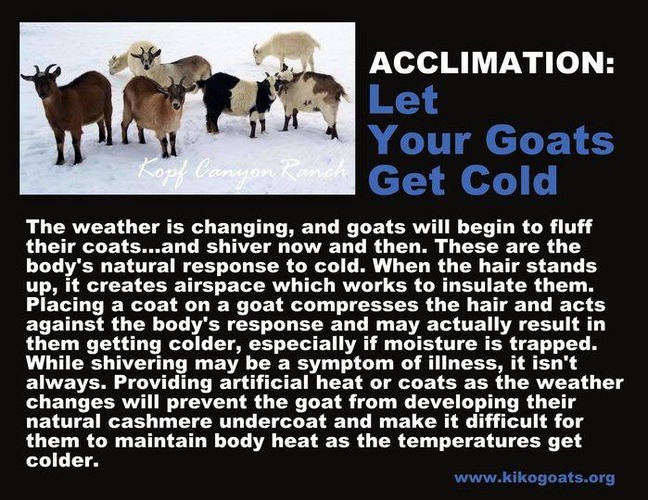 Goats in Cold Weather - Goat Journal